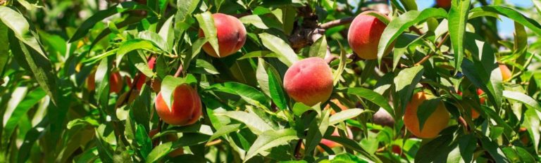 Mountain grown fruit - Visit Oconee South Carolina