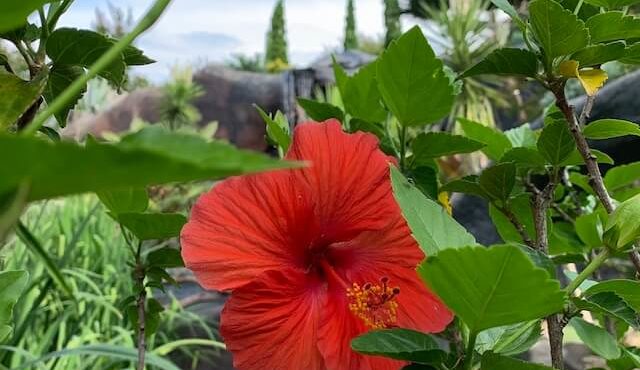 Mini Golf Oconee Oasis - Visit Oconee South Carolina